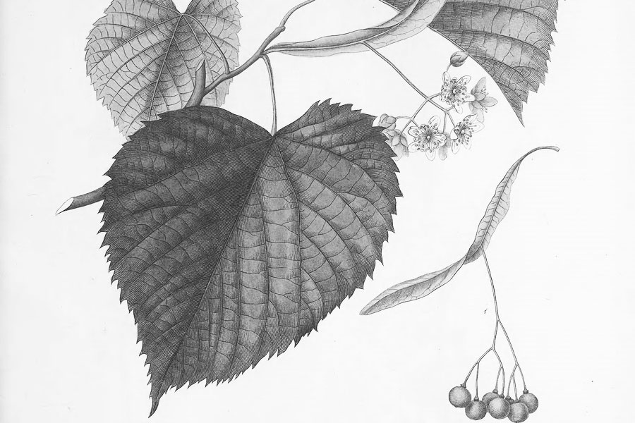 Natură: despre tei și salcâmi | aeranova.ro